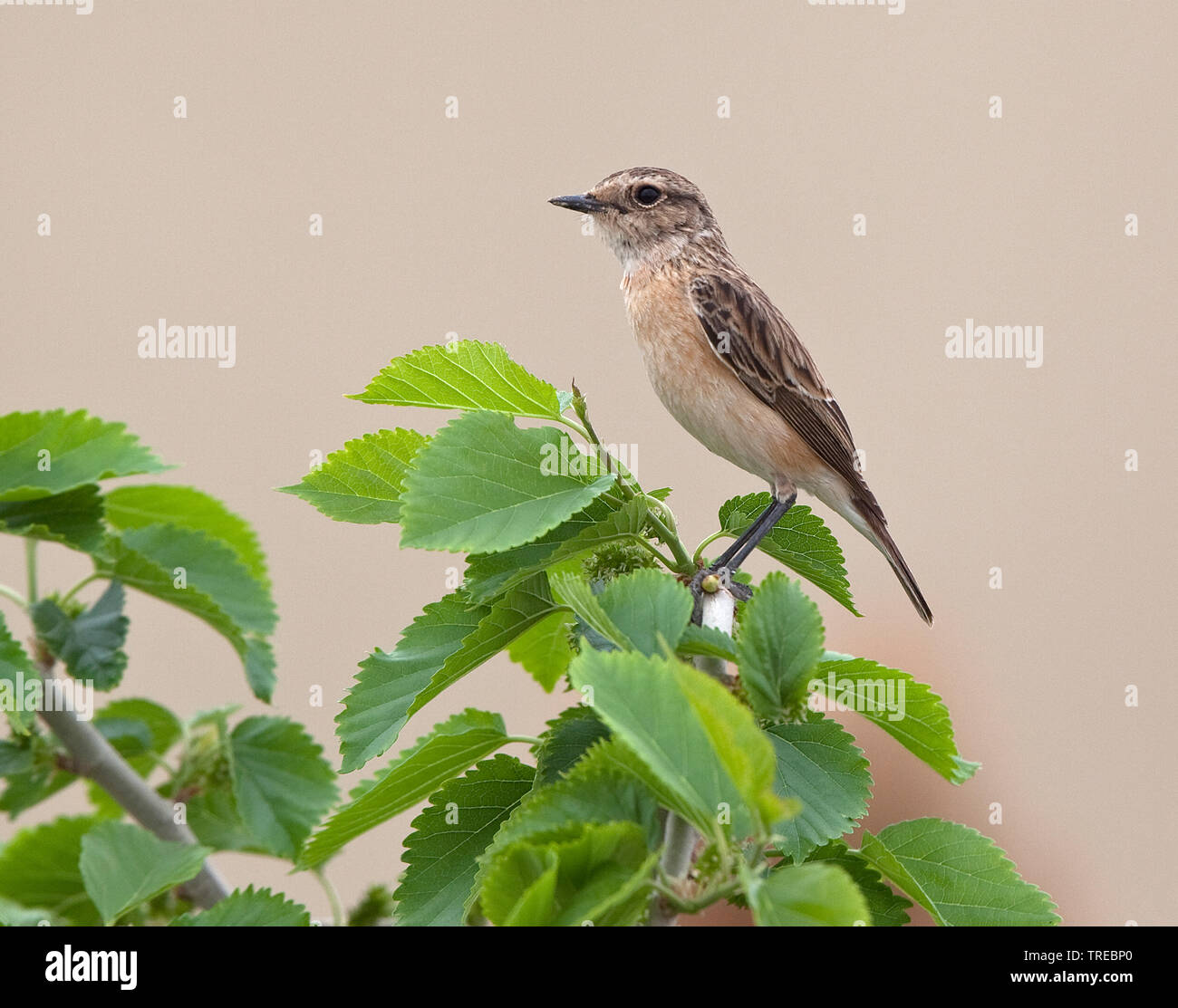 Siberian stonechat hi-res stock photography and images - Alamy