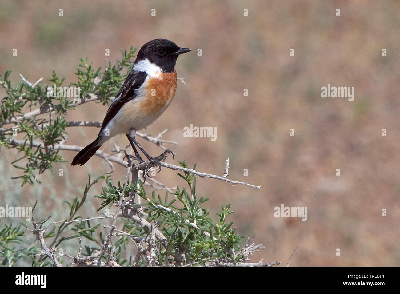 Siberian stonechat hi-res stock photography and images - Alamy