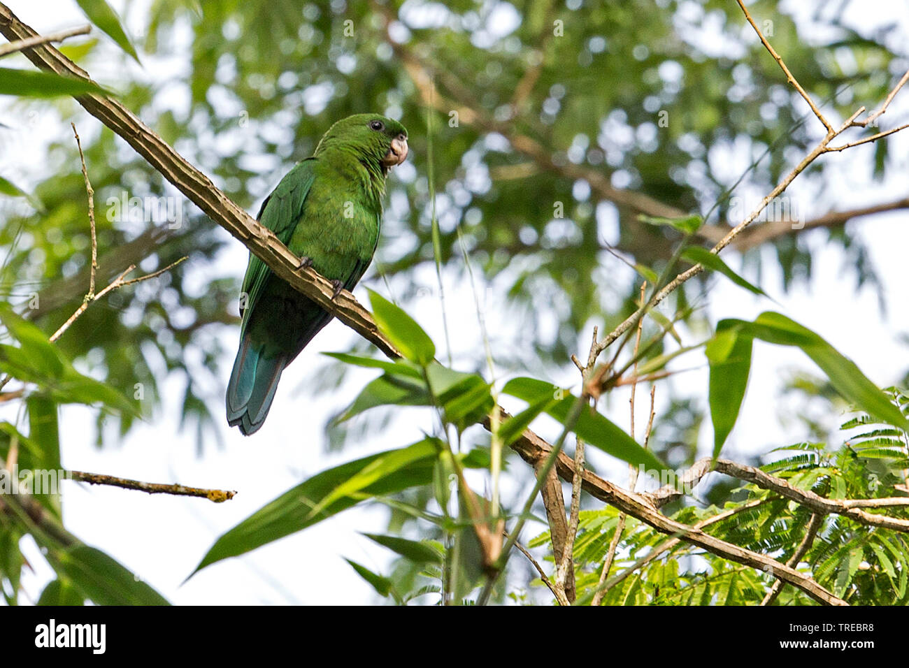 purple-bellied parrot (Triclaria malachitacea), female sits on a branch ...
