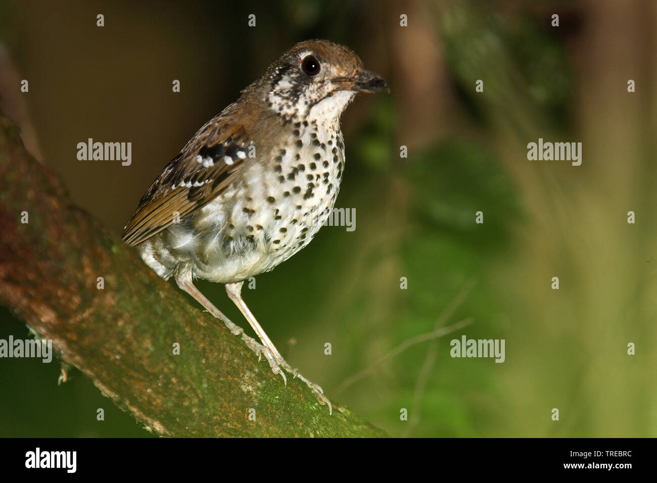 spotted-winged thrush (Zoothera spiloptera), sits on a branch, Sri ...