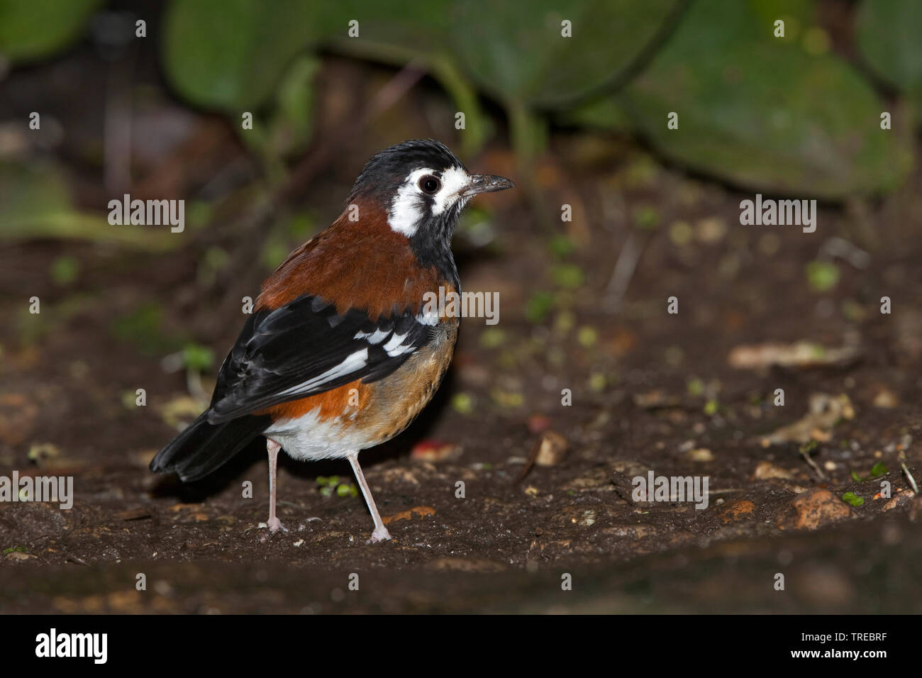 Chestnut backed ground thrush hi-res stock photography and images - Alamy