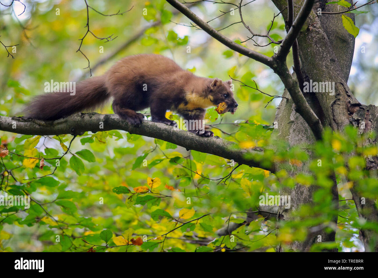 Marten on branch hi-res stock photography and images - Alamy