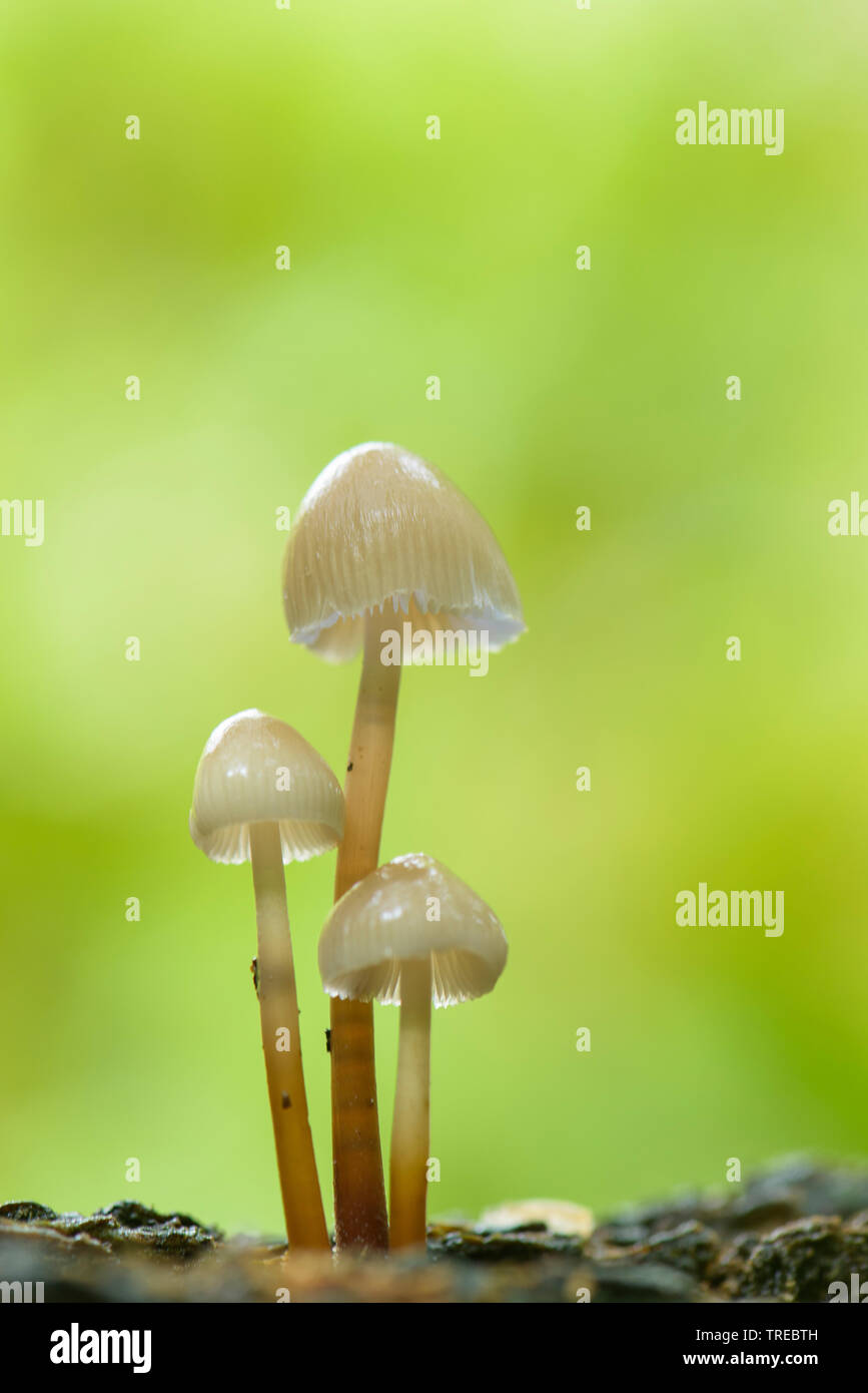 lilac bonnet (Mycena pura), Germany Stock Photo - Alamy
