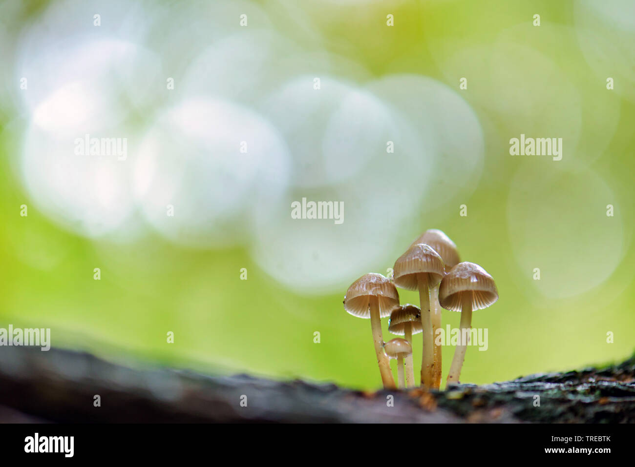 lilac bonnet (Mycena pura), Germany, + Stock Photo - Alamy