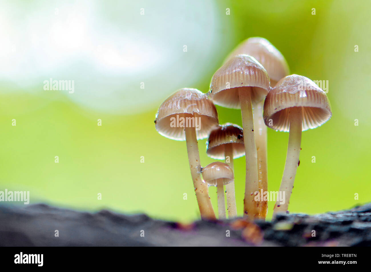 lilac bonnet (Mycena pura), Germany Stock Photo - Alamy