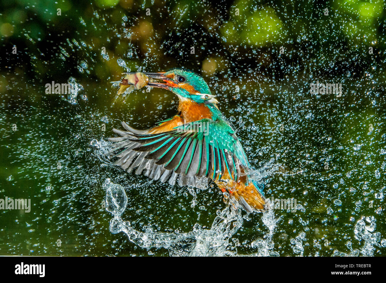 river kingfisher (Alcedo atthis), flying up with preyed fish in the ...