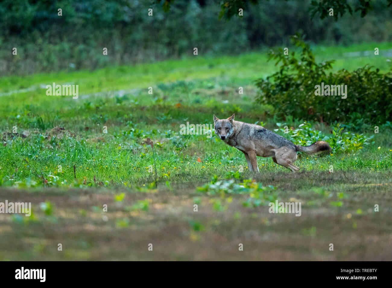 European gray wolf (Canis lupus lupus), marking it's territory, making ...