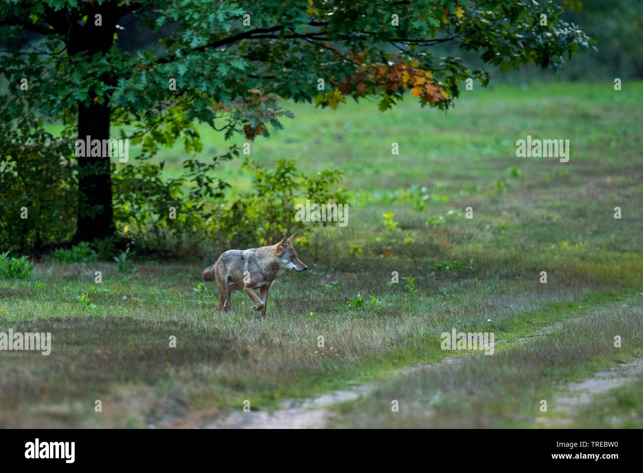 Walking wolf hi-res stock photography and images - Alamy