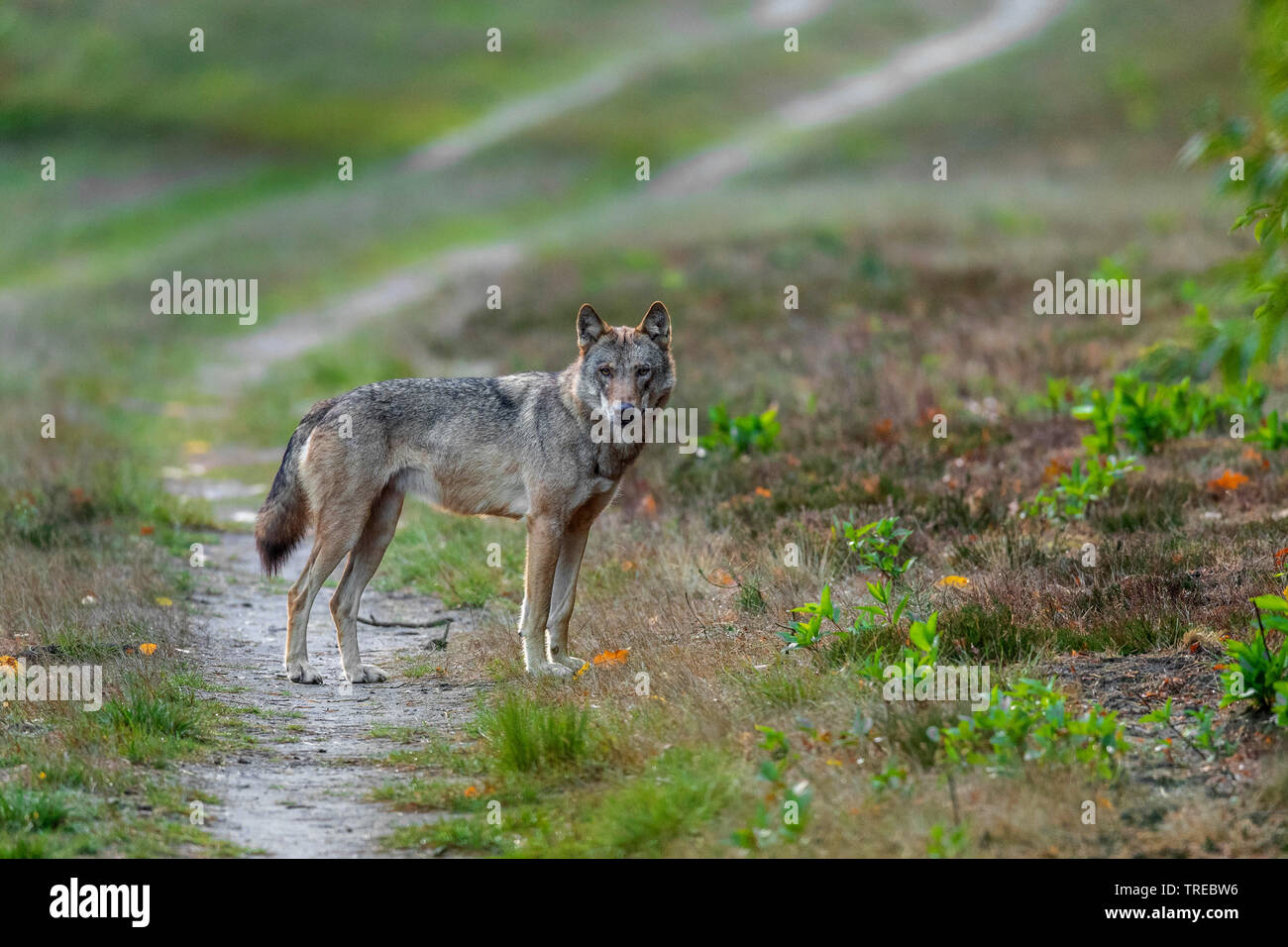 Stalking wolf hi-res stock photography and images - Alamy