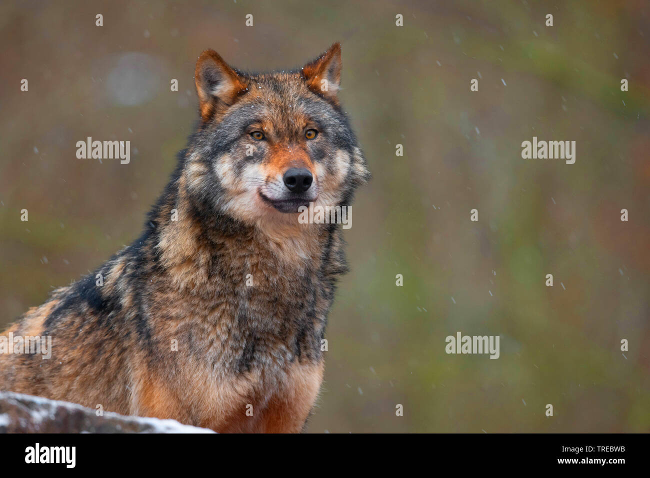 European gray wolf (Canis lupus lupus), portrait at snow fall, Finland ...
