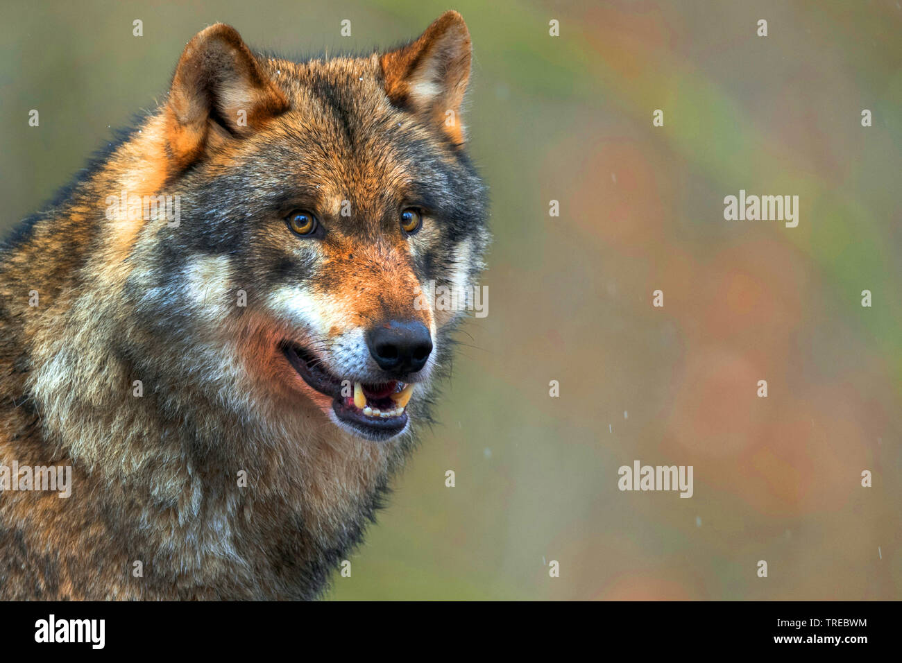 Endangered finnish species hi-res stock photography and images - Alamy