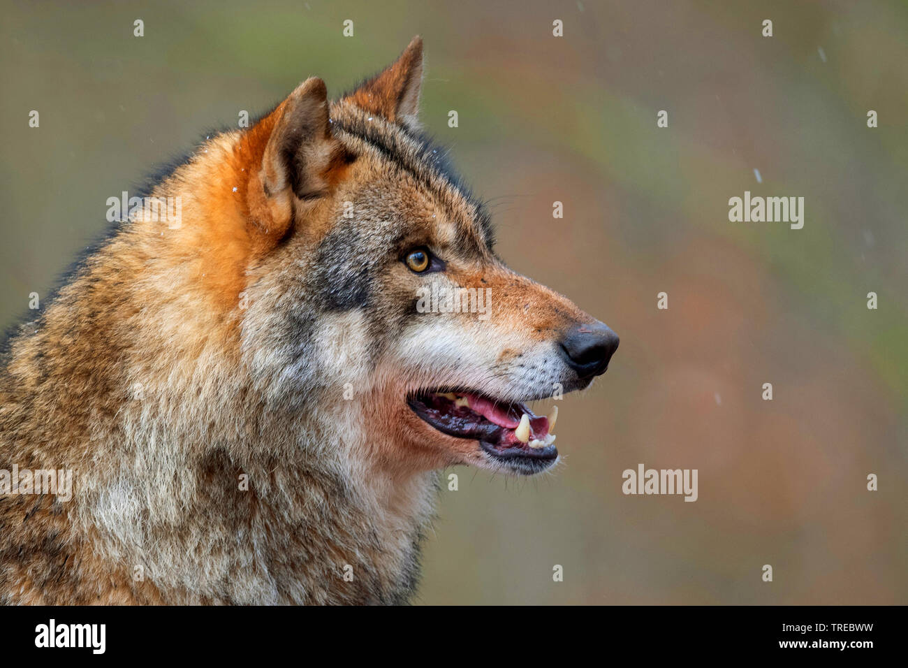 Wolf open mouth hi-res stock photography and images - Alamy