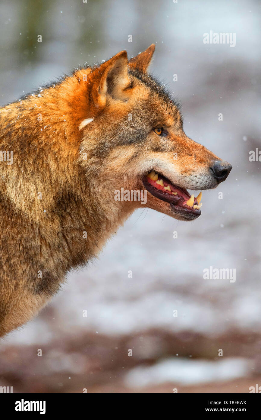 European gray wolf (Canis lupus lupus), portrait, side view, Finland ...