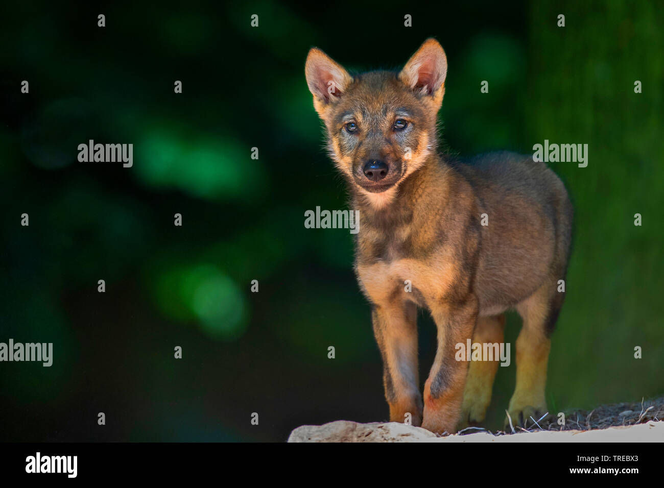 Wolf front view hi-res stock photography and images - Alamy