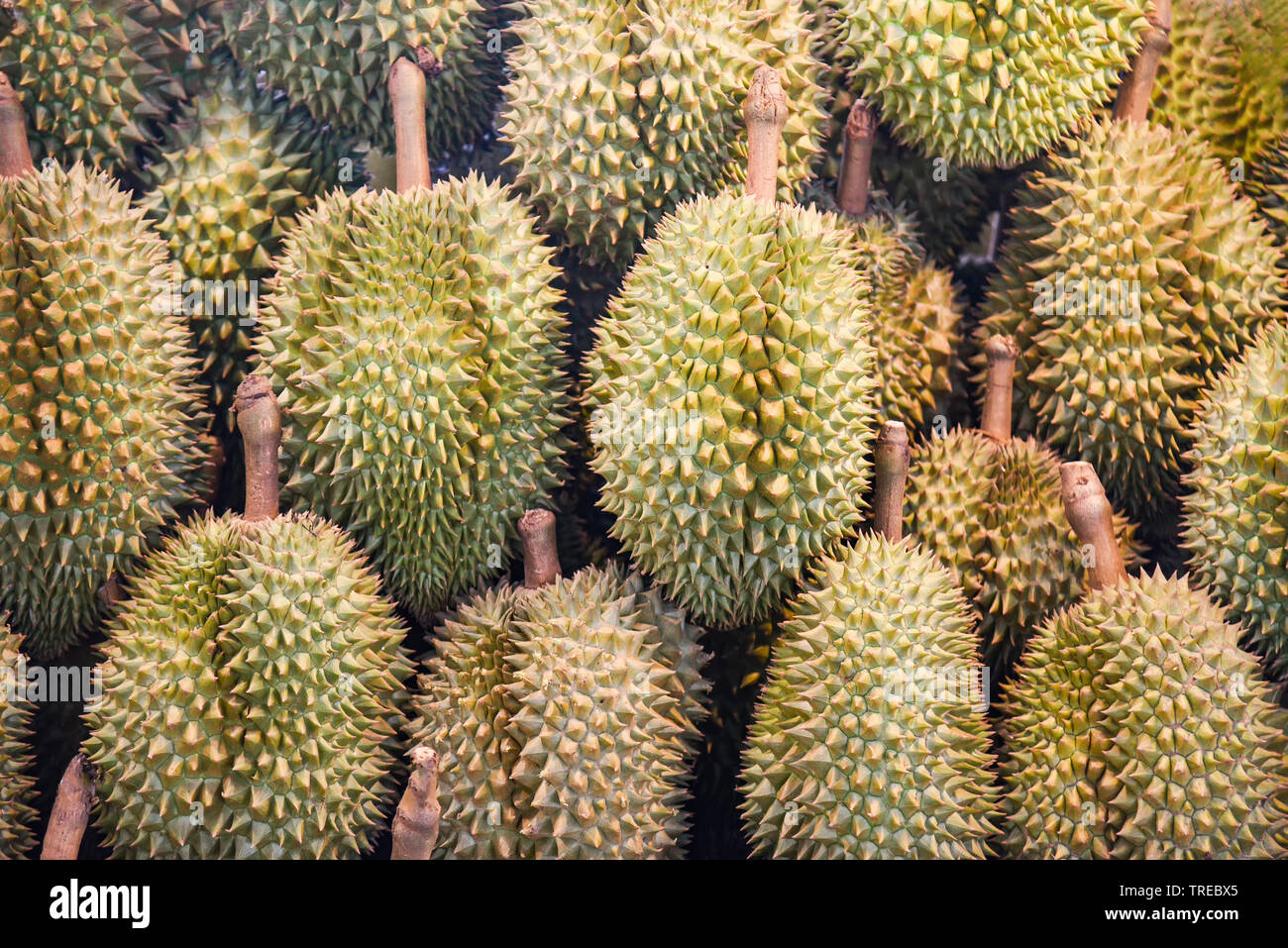 Durian tropical fruit on texture background for sale in the fruit ...