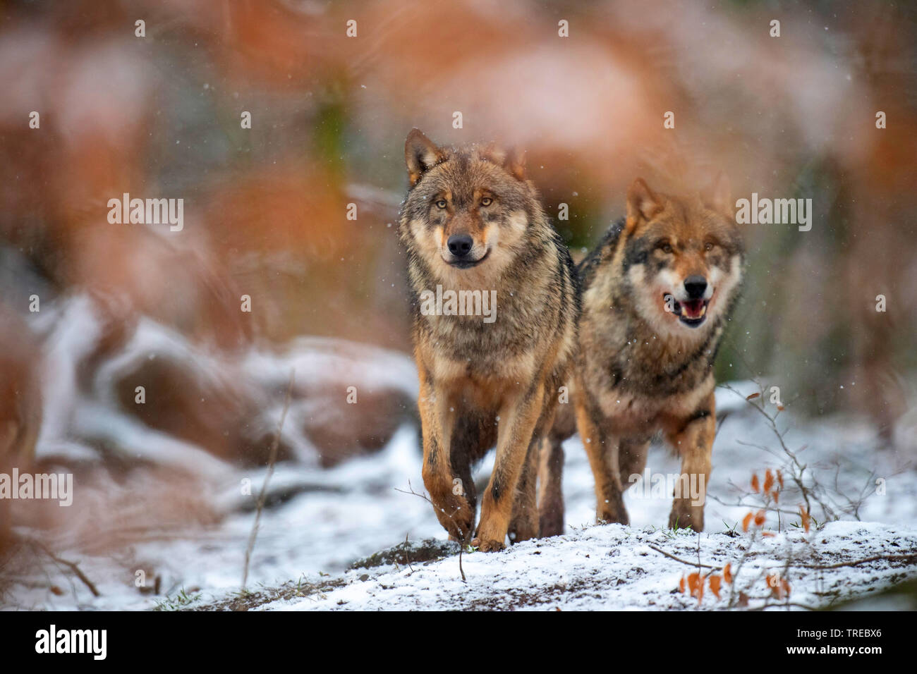 European gray wolf (Canis lupus lupus), two wolves foraging at snowfall ...