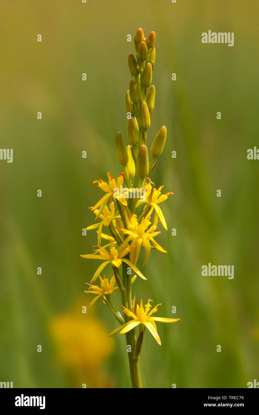 Bog asphodel (Narthecium ossifragum), inflorescense, Netherlands ...