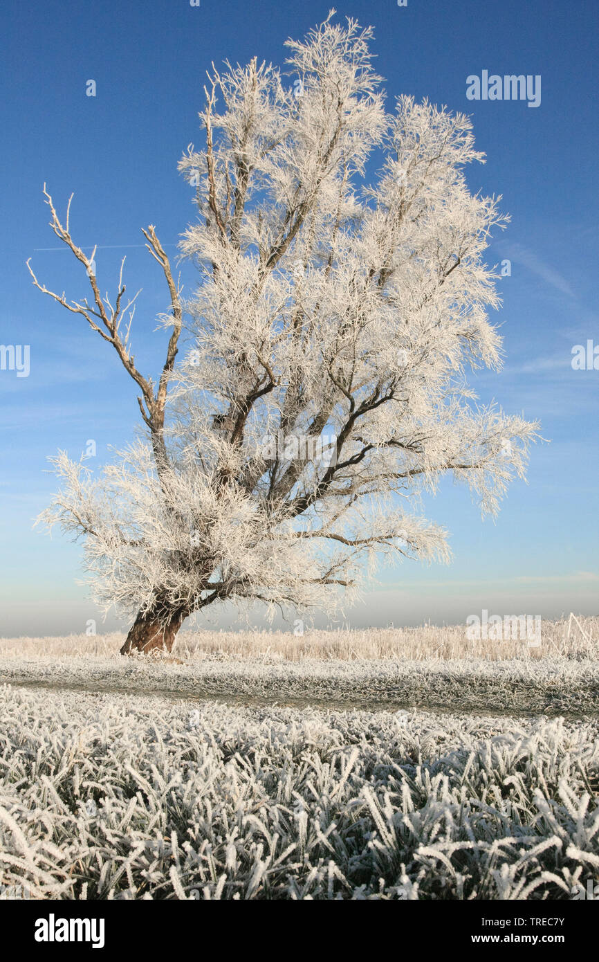 The netherlands vertical hi-res stock photography and images - Alamy