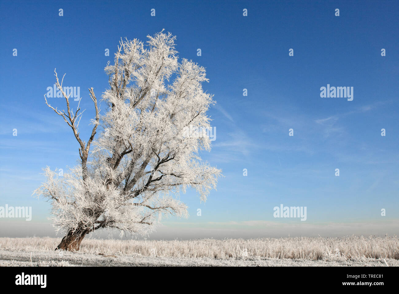 Old tree covered with hoar-frost Netherlands, Netherlands Stock Photo ...