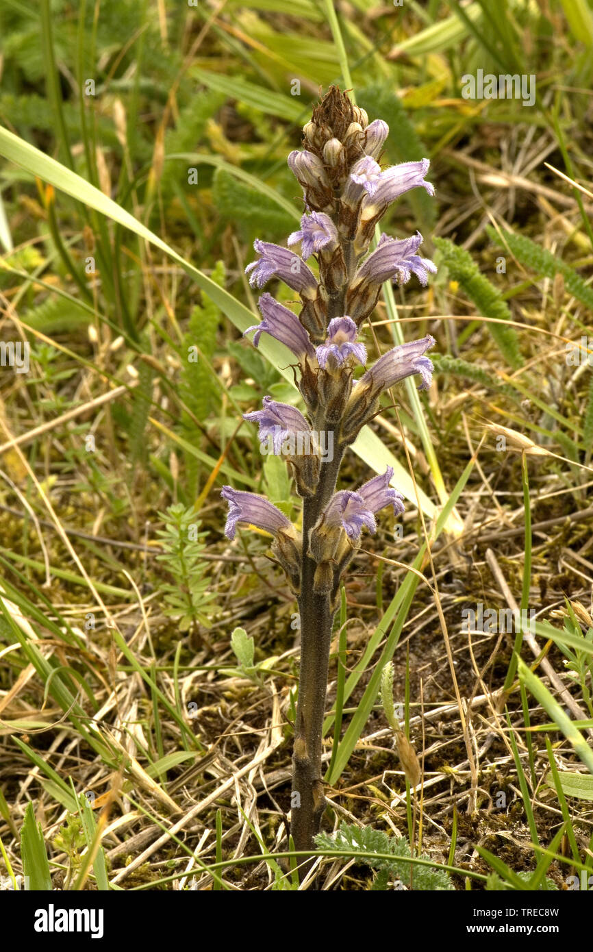 Orobanche purpurea hi-res stock photography and images - Alamy