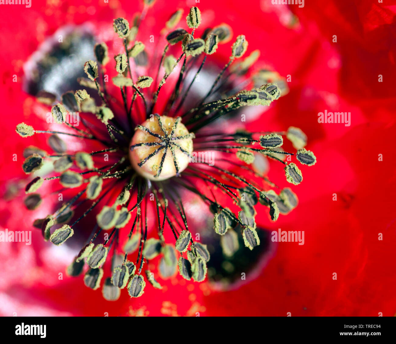 Corn anthers hi-res stock photography and images - Alamy