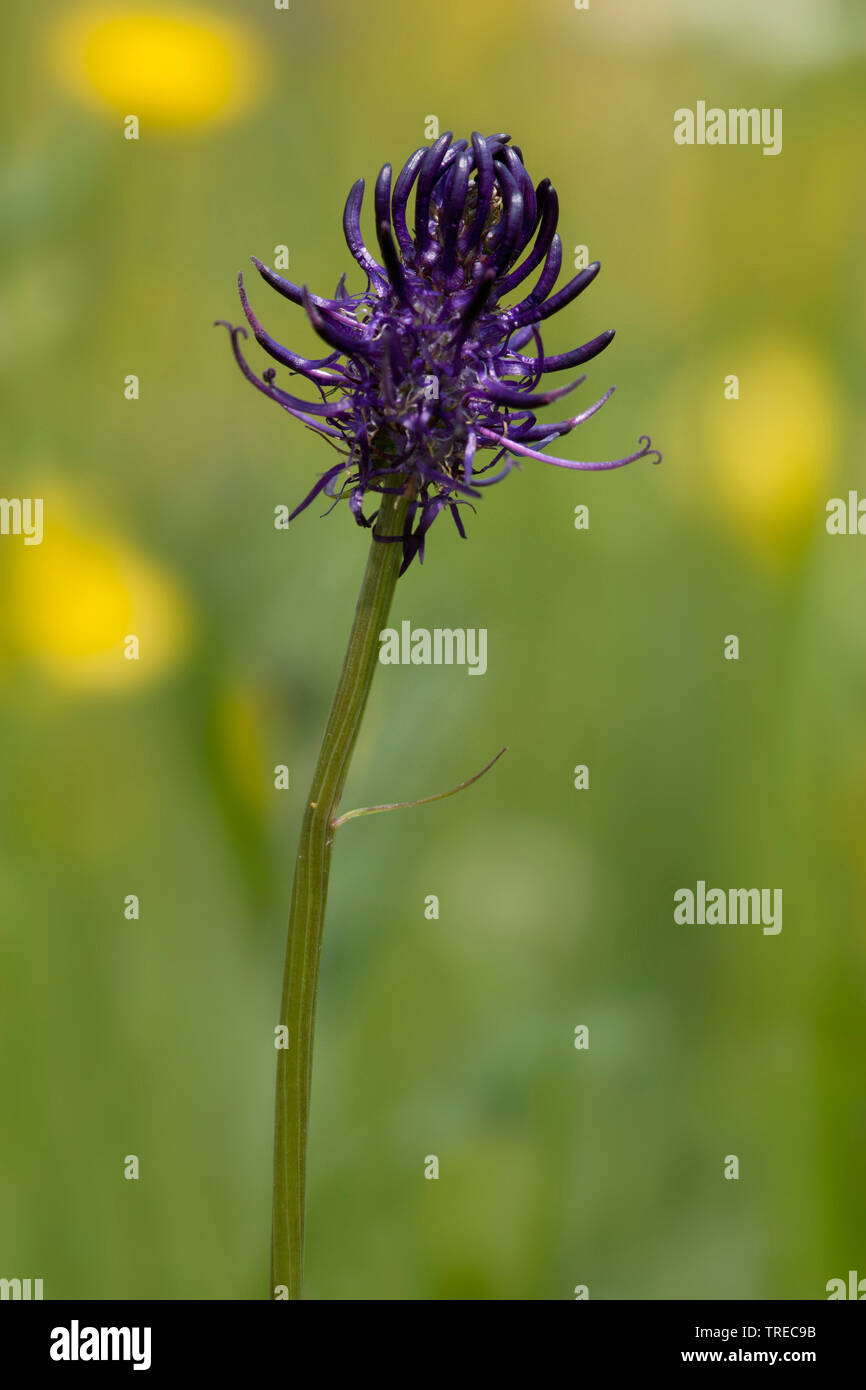 black rampion (Phyteuma nigrum), inflorescense, Germany, Eifel Stock ...