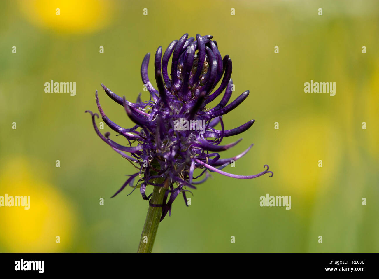 black rampion (Phyteuma nigrum), inflorescense, Germany, Eifel Stock ...