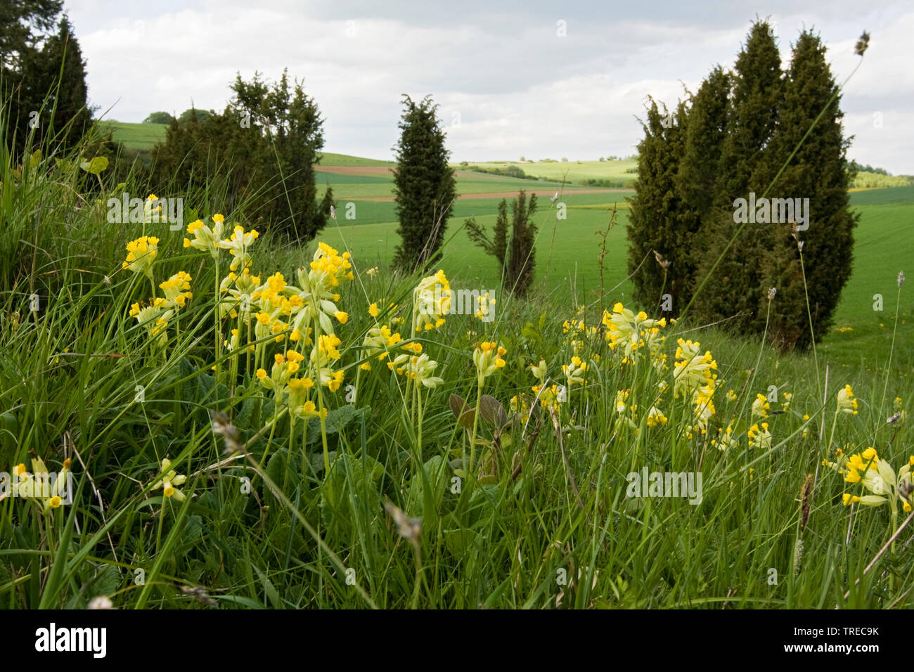 Cowslip, Common cowslip Cowslip primrose (Primula veris, Primula ...