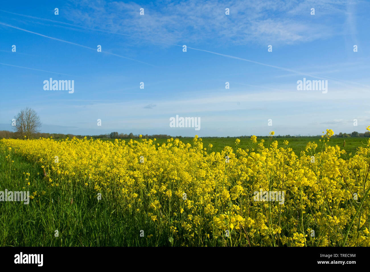rape, turnip (Brassica napus), blooming rape field, Netherlands ...