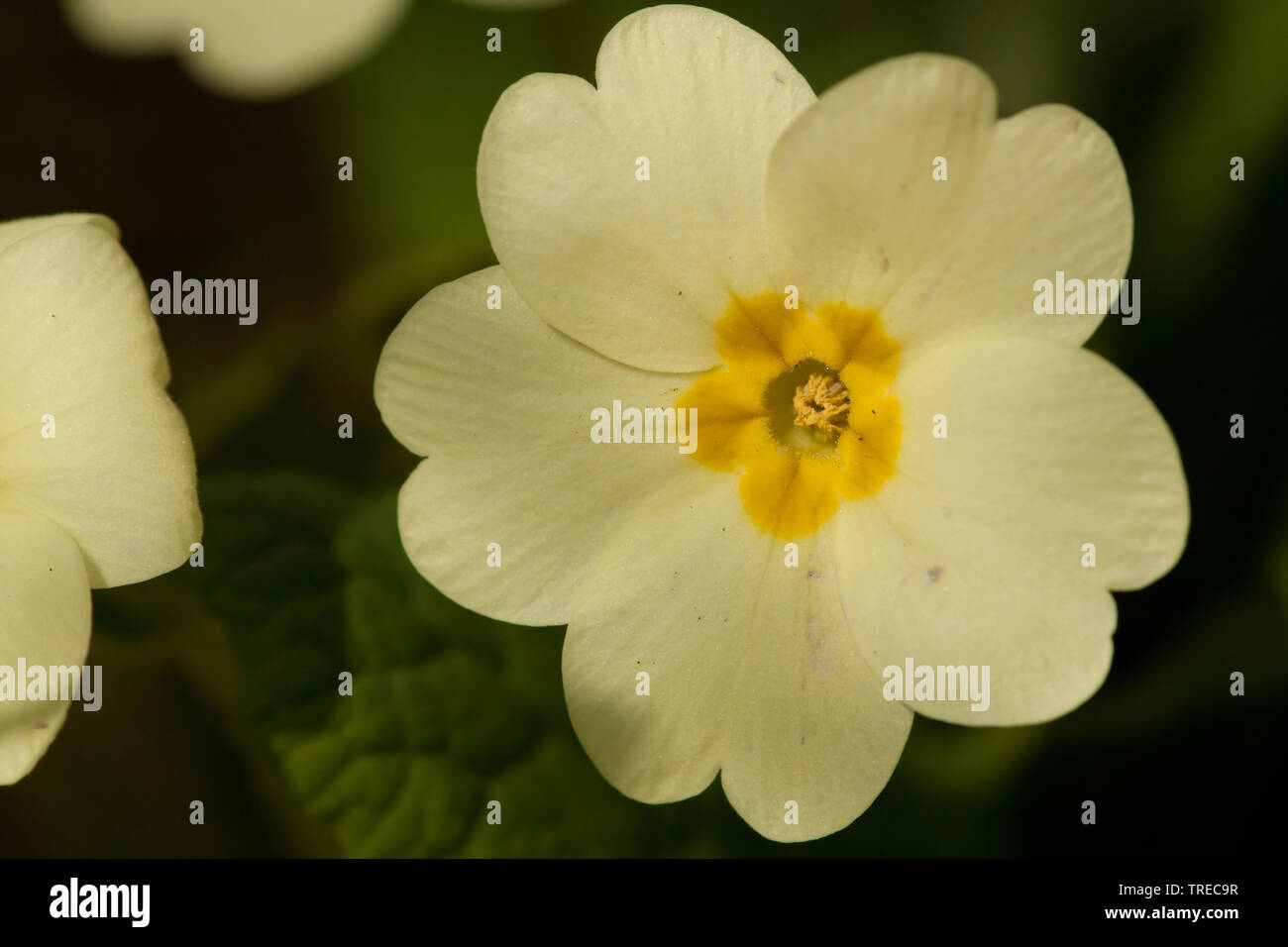 true English primrose (Primula acaulis, Primula vulgaris), flower ...