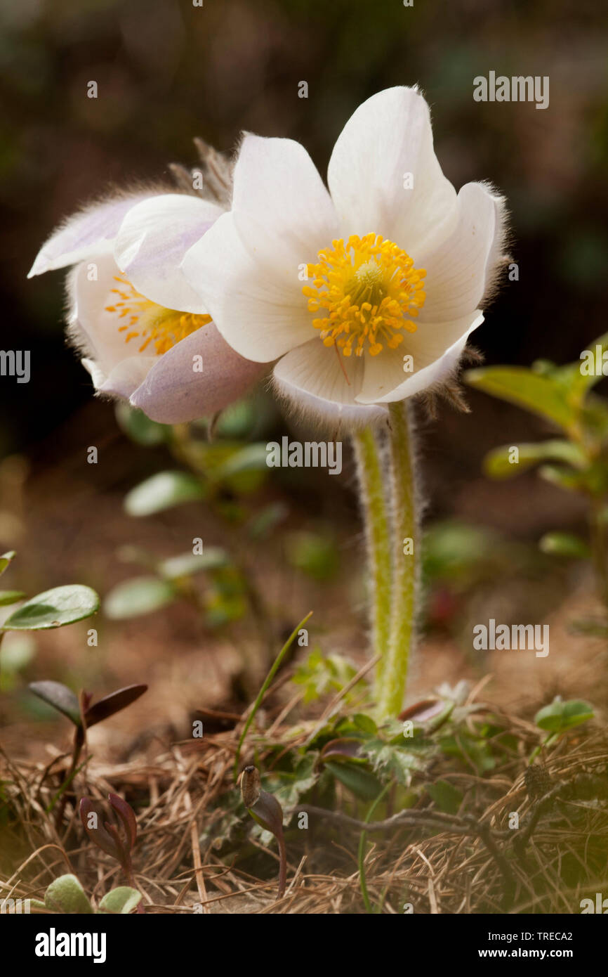 spring anemone, pasque flower (Pulsatilla vernalis), two flowers ...