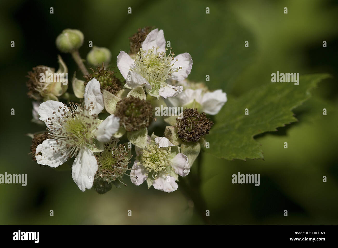 Blackberry flowers hi-res stock photography and images - Alamy