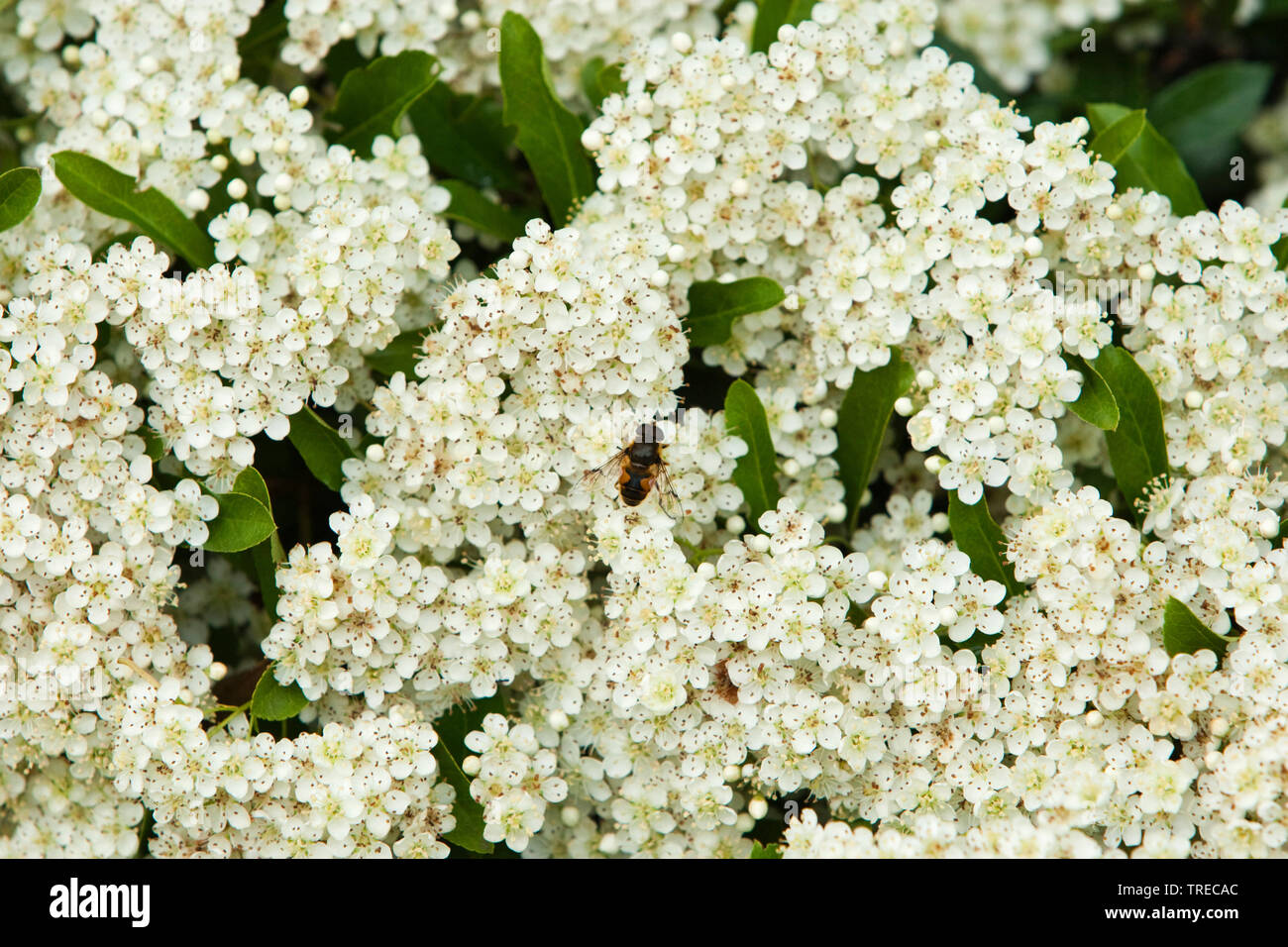fire thorn, scarlet firethorn, burning bush (Pyracantha coccinea ...