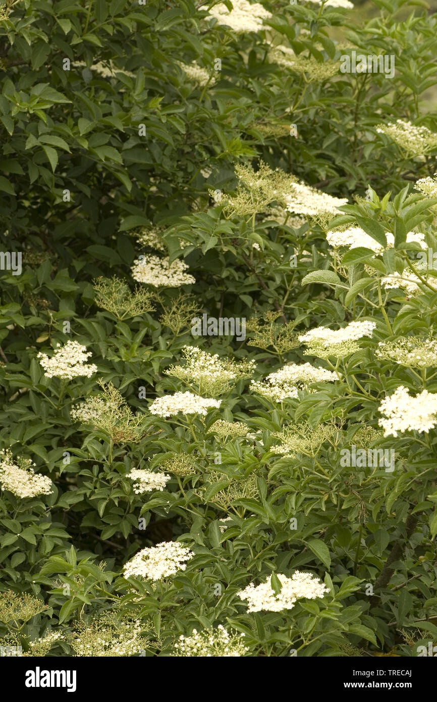 European black elder, Elderberry, Common elder (Sambucus nigra ...