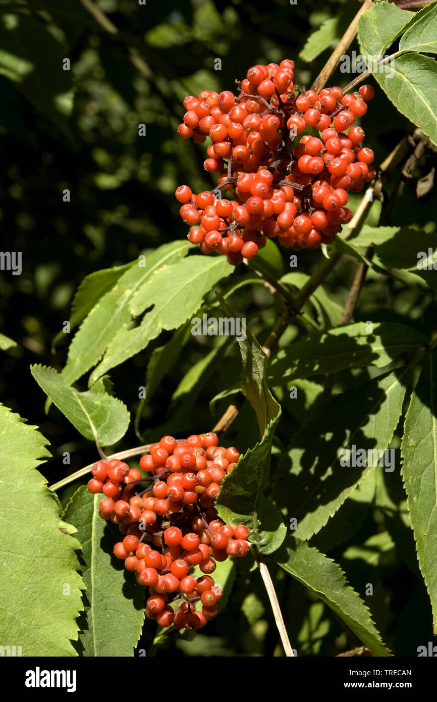 European red elder (Sambucus racemosa), with fruits, Netherlands ...