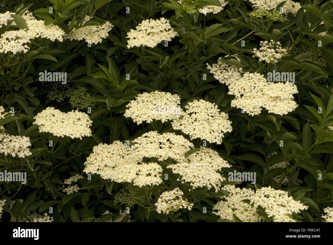 European black elder, Elderberry, Common elder (Sambucus nigra ...