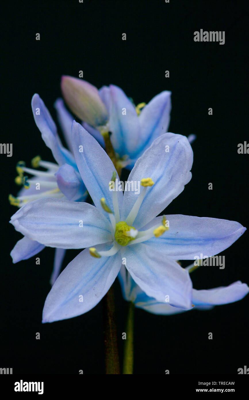 White Squill Scilla High Resolution Stock Photography and Images - Alamy