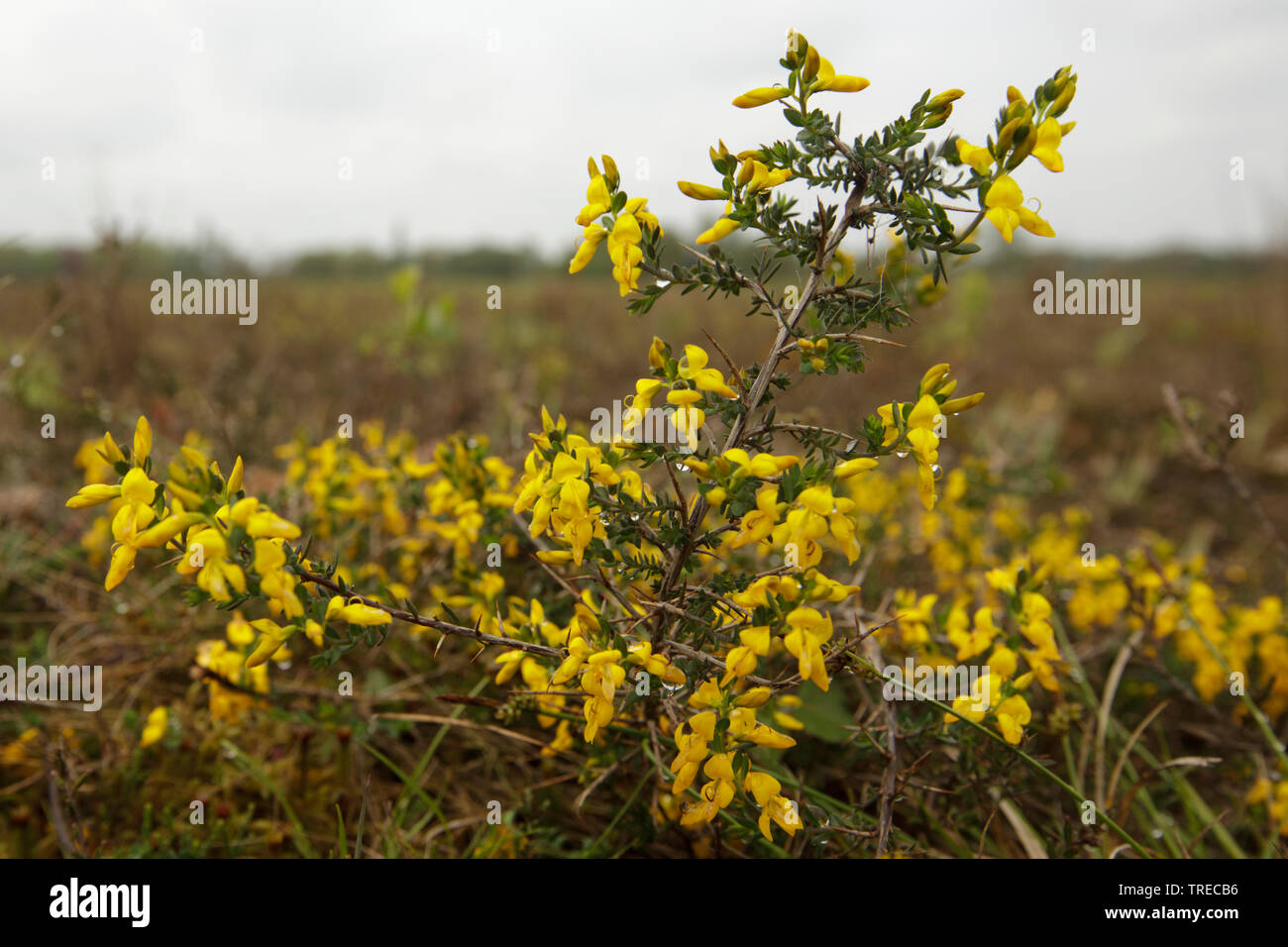 Whin bush hi-res stock photography and images - Alamy