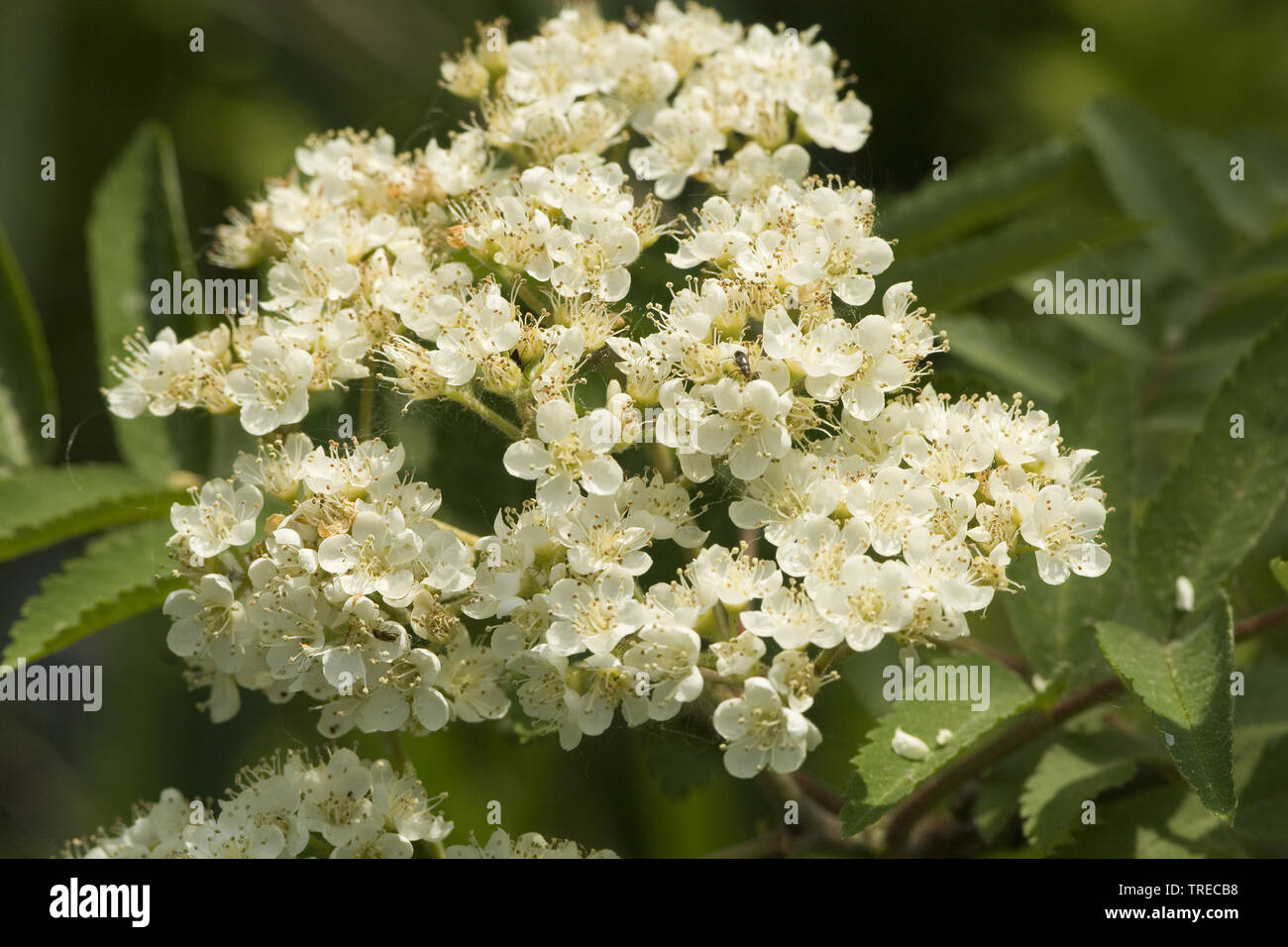 European mountain-ash, rowan tree (Sorbus aucuparia), blooming ...