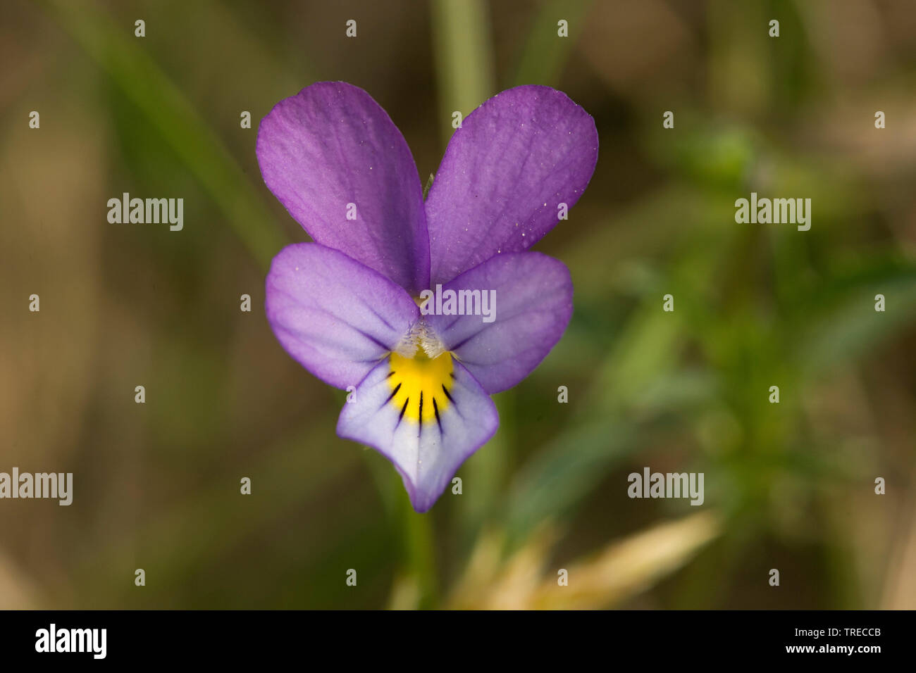Viola tricolor curtisii hi-res stock photography and images - Alamy