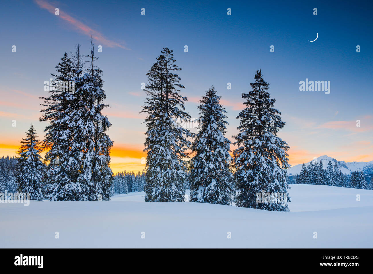 Sunset in forest switzerland hi-res stock photography and images - Alamy