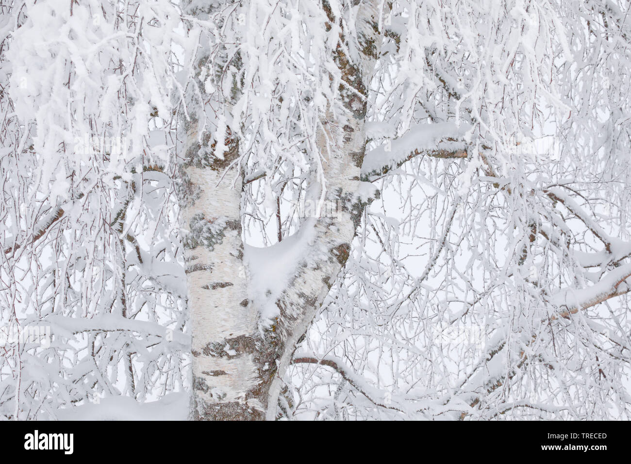 common birch, silver birch, European white birch, white birch (Betula ...