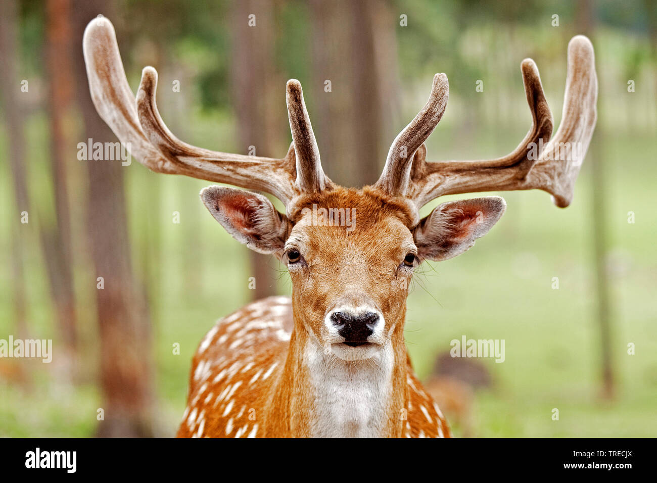 Tame deer cervus hi-res stock photography and images - Alamy
