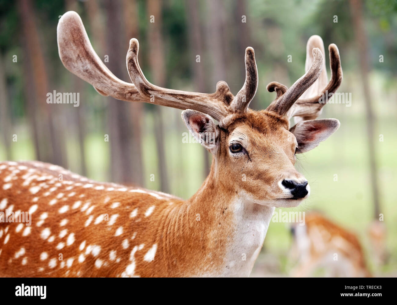 Sika deer, Tame sika deer, Tame deer (Cervus nippon), stag in summer ...