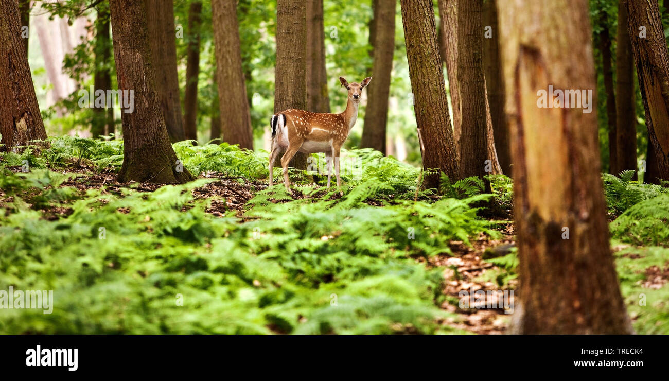 Sika deer, Tame sika deer, Tame deer (Cervus nippon), hind standing in ...