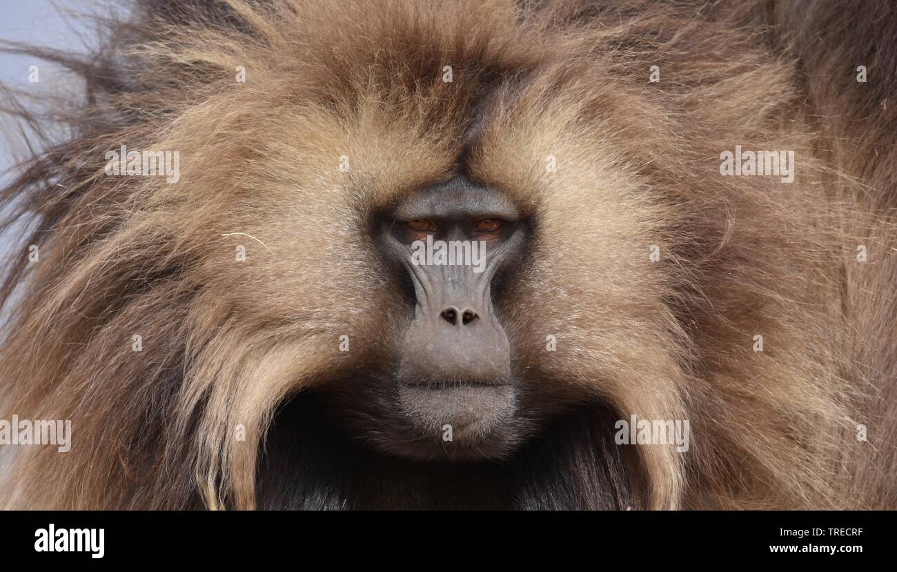 Gelada monkey hi-res stock photography and images - Alamy