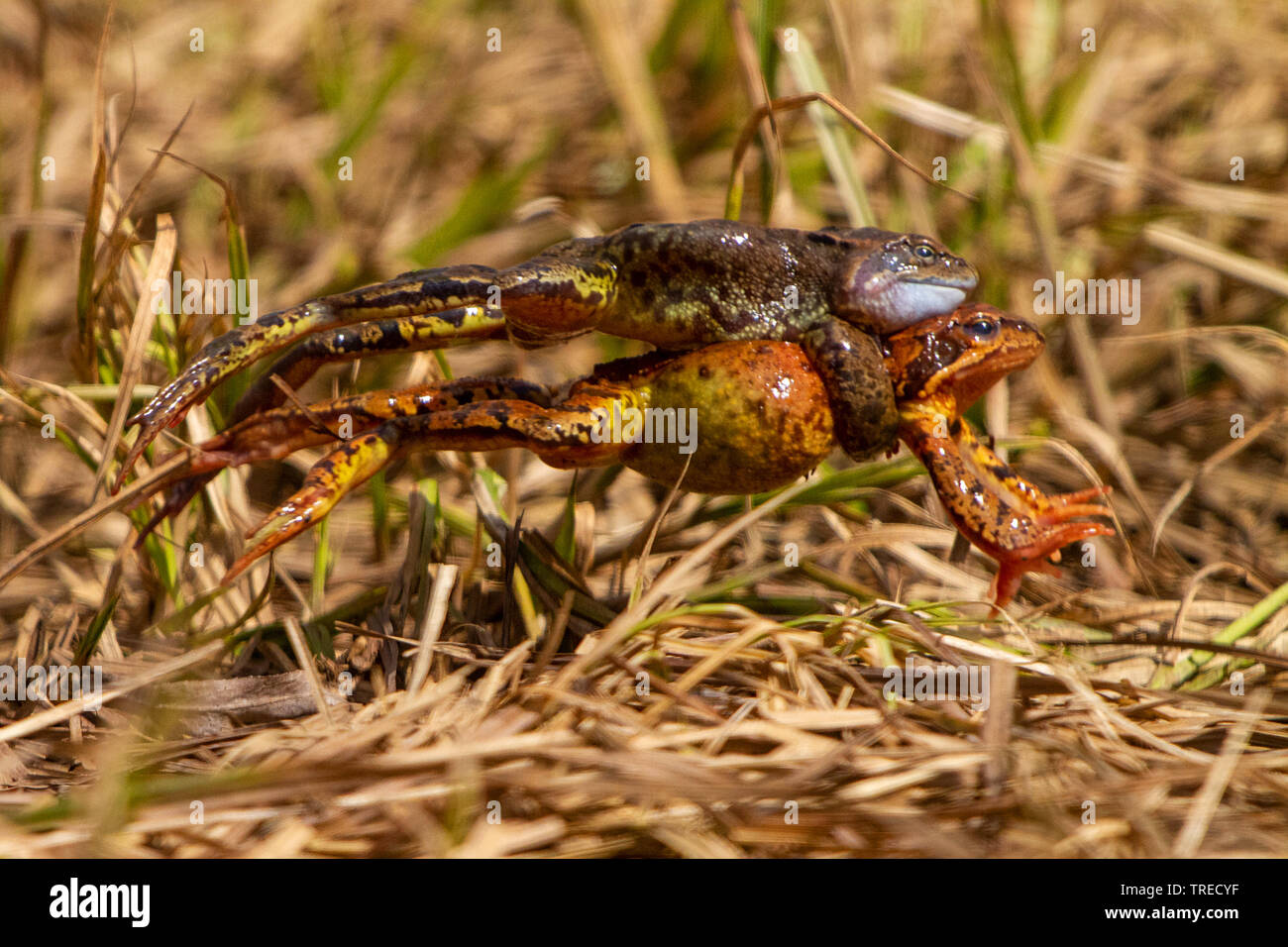 Common frog jumping hi-res stock photography and images - Alamy