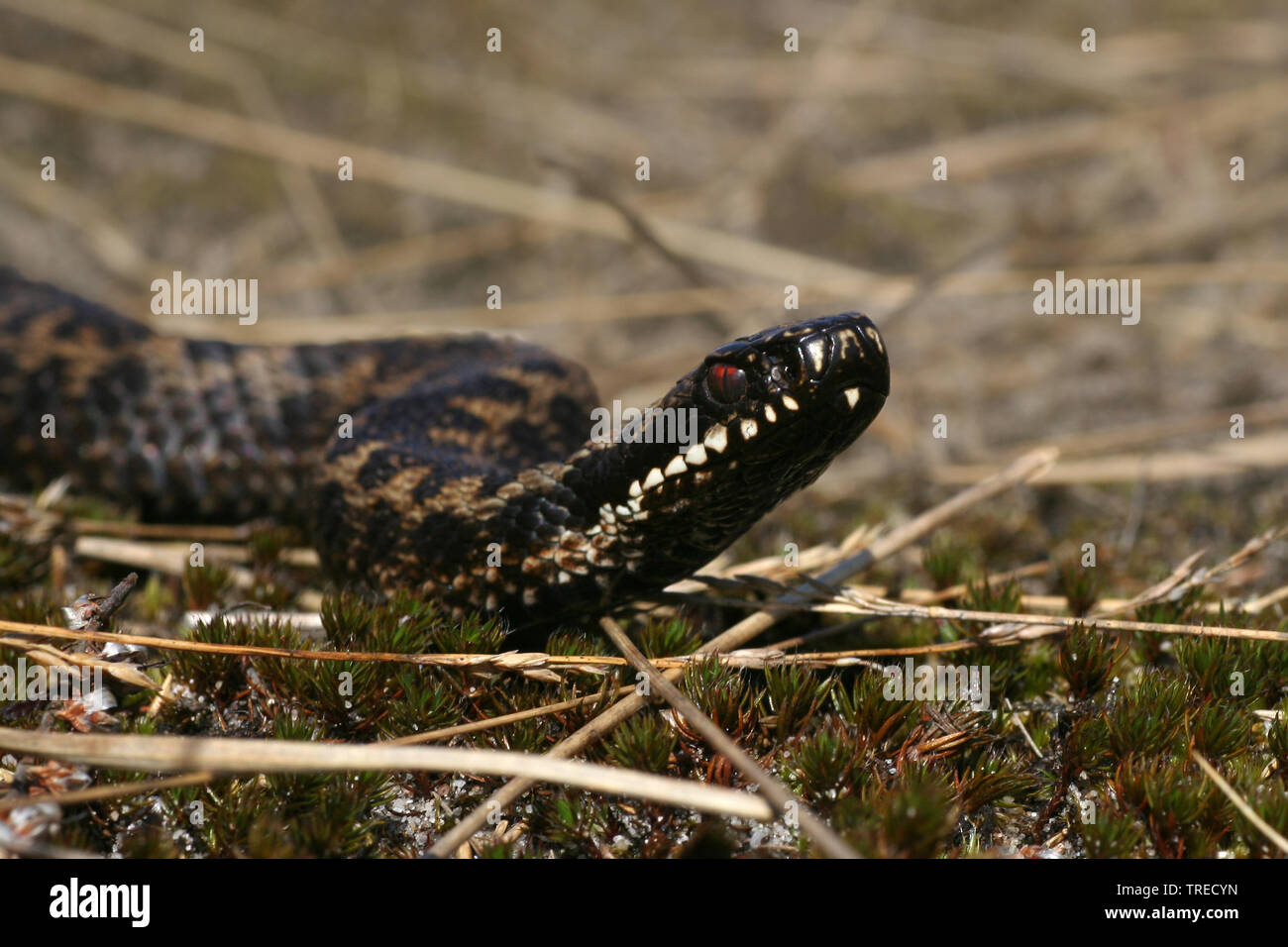 Adder, common viper, common European viper, common viper (Vipera berus ...