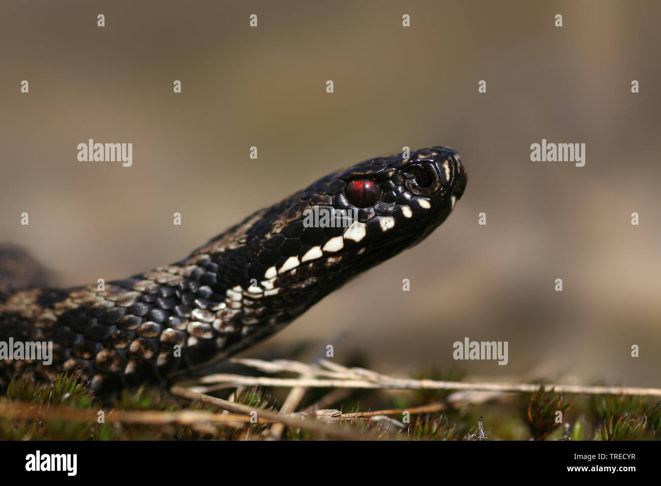 Adder, common viper, common European viper, common viper (Vipera berus ...
