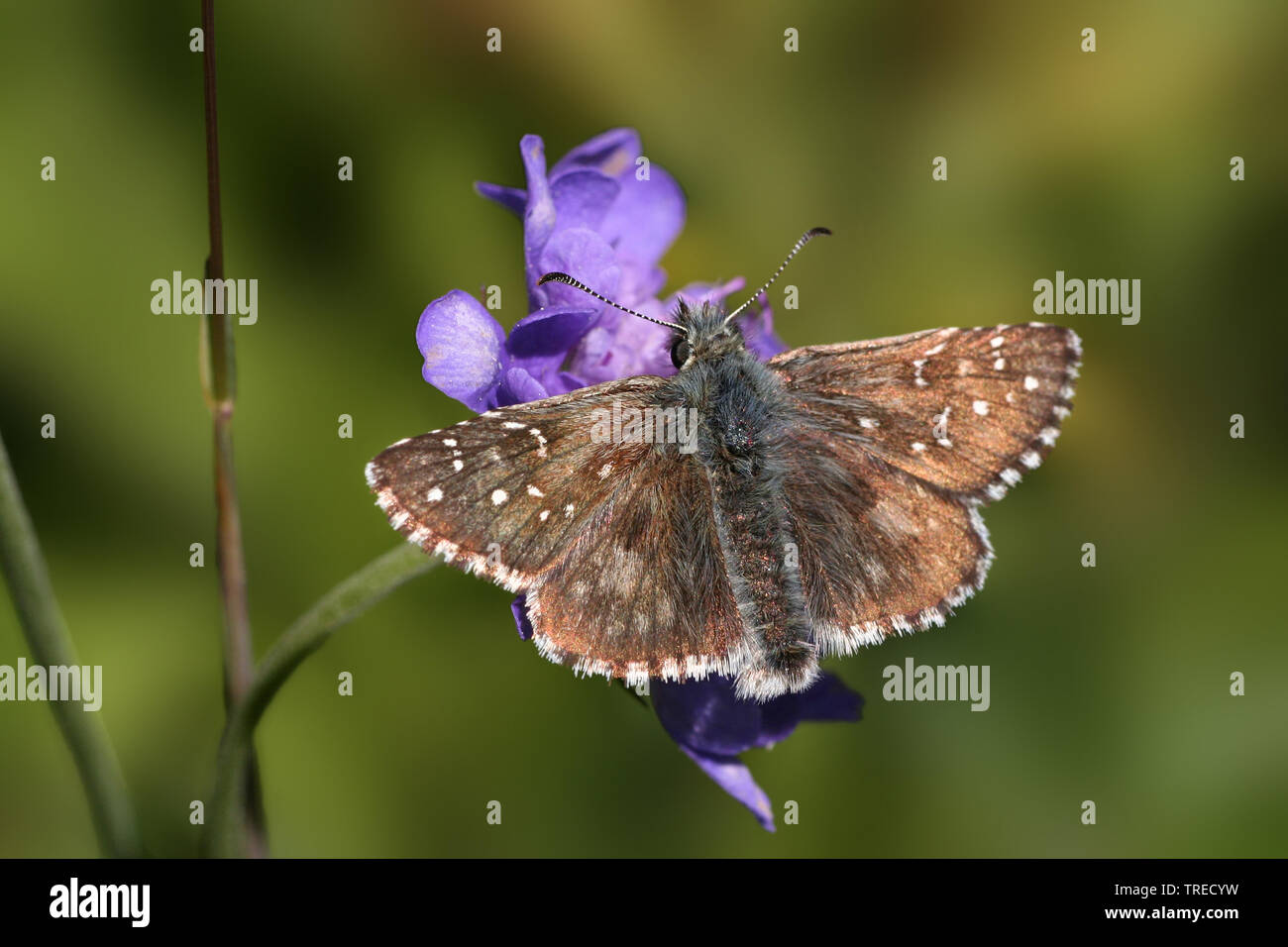 Bergspikkeldikkopje, Alpine grizzled skipper (Pyrgus andromedae ...